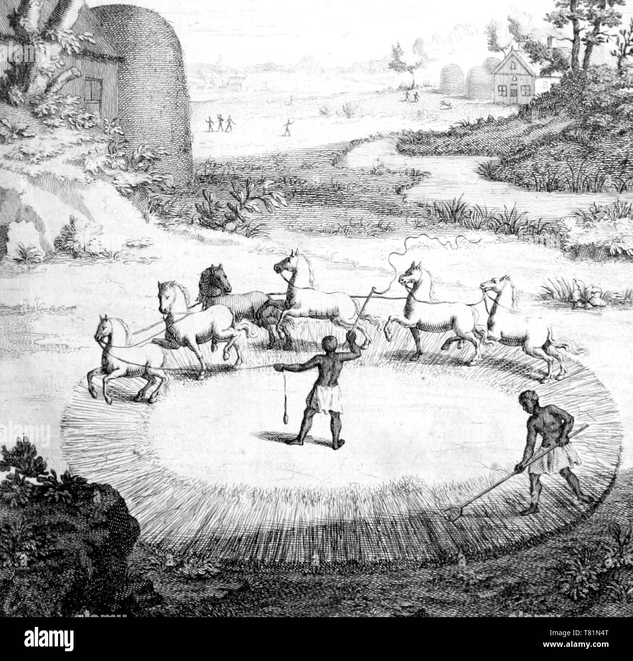 Traditional method of threshing hi-res stock photography and images - Alamy