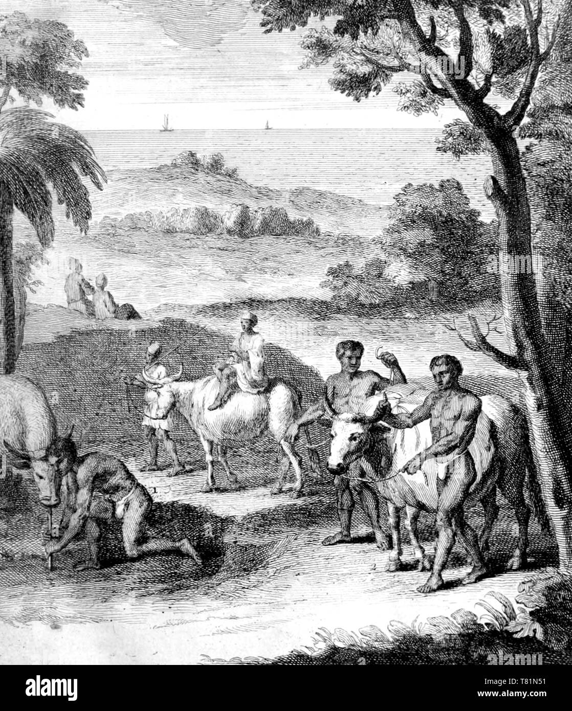 Cattle black and white Black and White Stock Photos & Images - Alamy