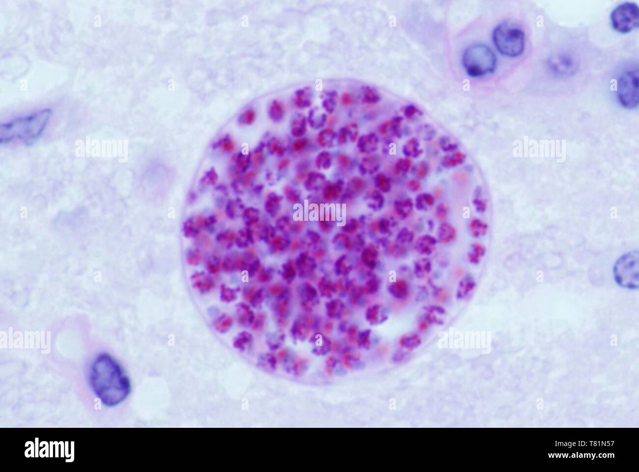 Animal tissue microscope hi-res stock photography and images - Alamy