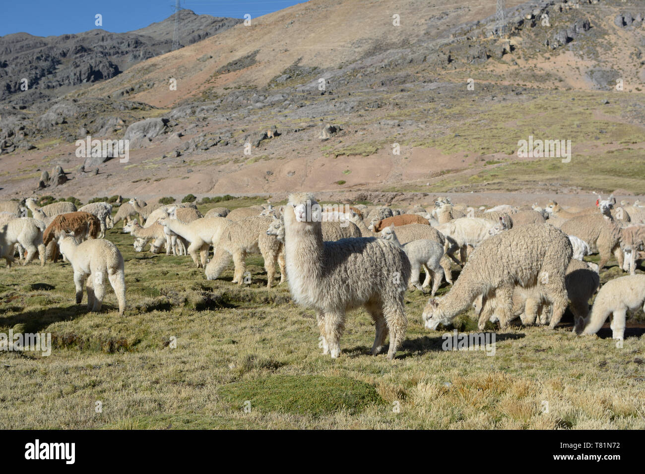 Group of Alpacas on the mountain Stock Photo - Alamy