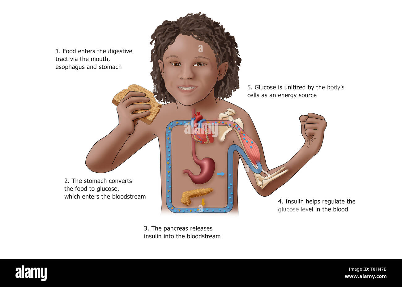 Normal Sugar & Insulin Cycle, Illustration Stock Photo - Alamy