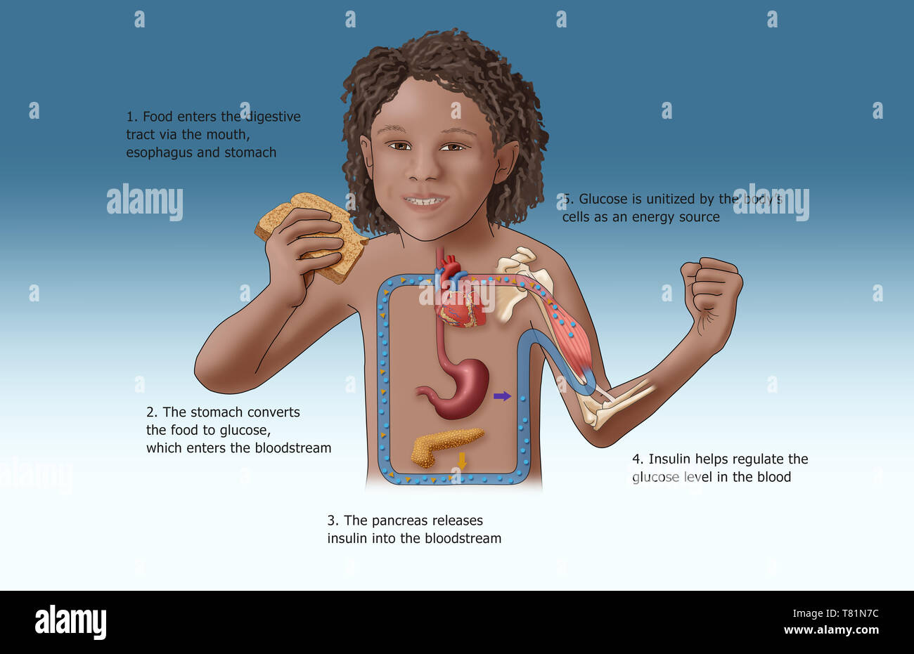 Normal Sugar & Insulin Cycle, Illustration Stock Photo - Alamy