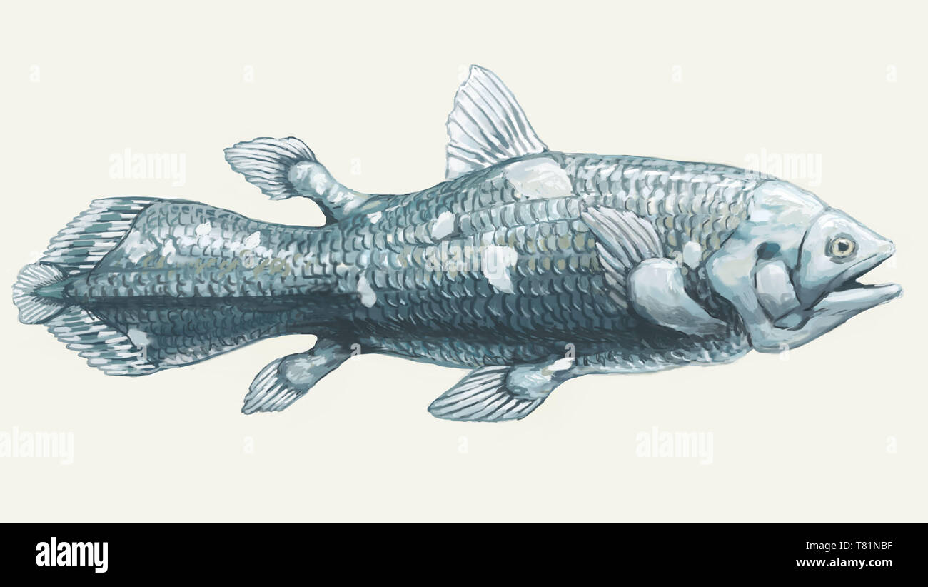 Coelacanth High Resolution Stock Photography and Images - Alamy
