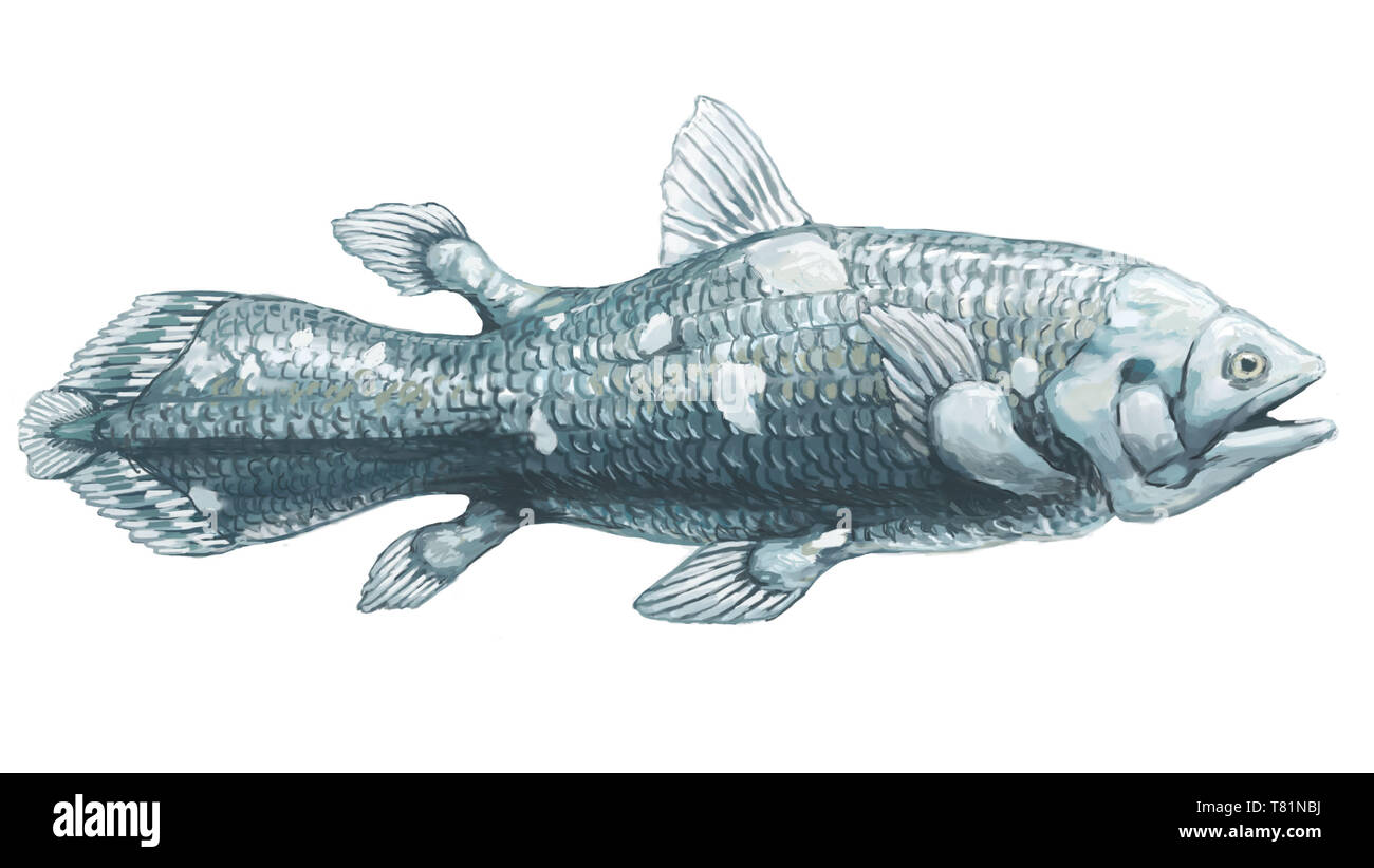 Coelacanth Drawing