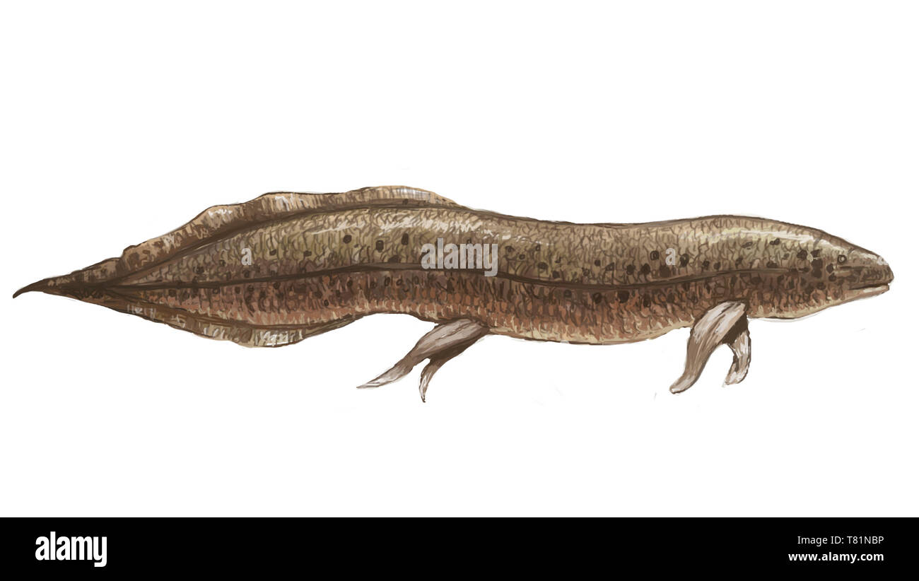 Lung drawing hi-res stock photography and images - Alamy