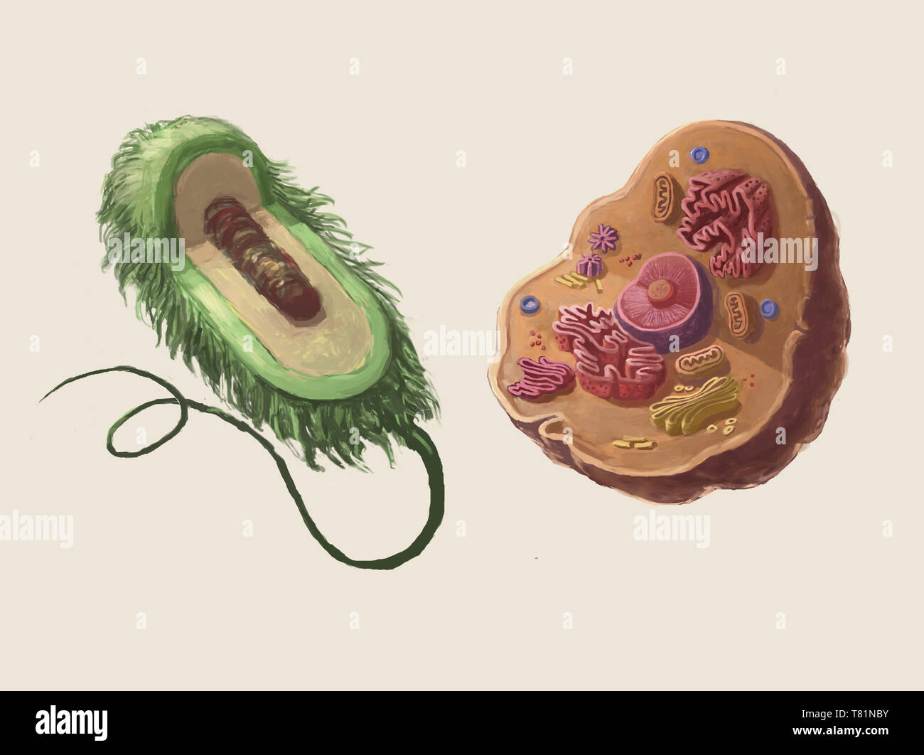 Prokaryotic and Eukaryotic Cells, Illustration Stock Photo - Alamy