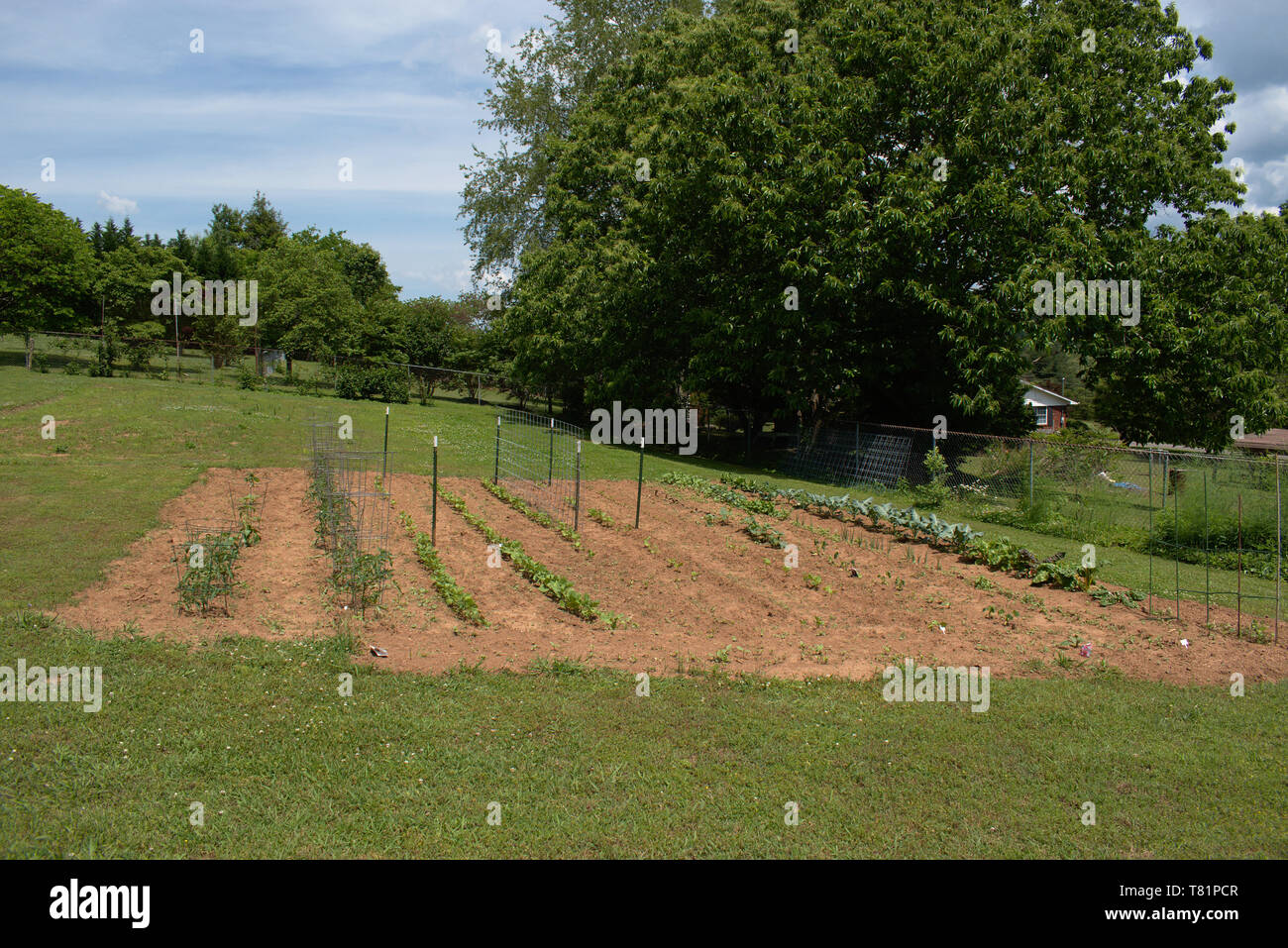 Tomatoes home garden plot hi-res stock photography and images - Alamy