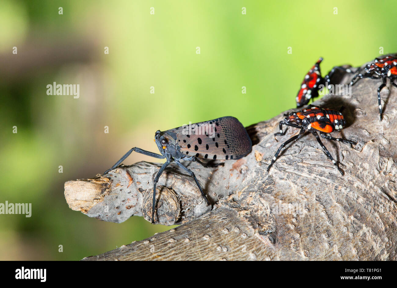 Adult spotted lanternfly hi-res stock photography and images - Alamy