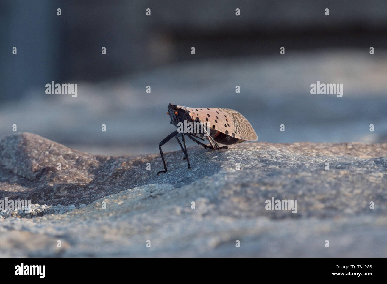 Adult lanternfly hi-res stock photography and images - Alamy