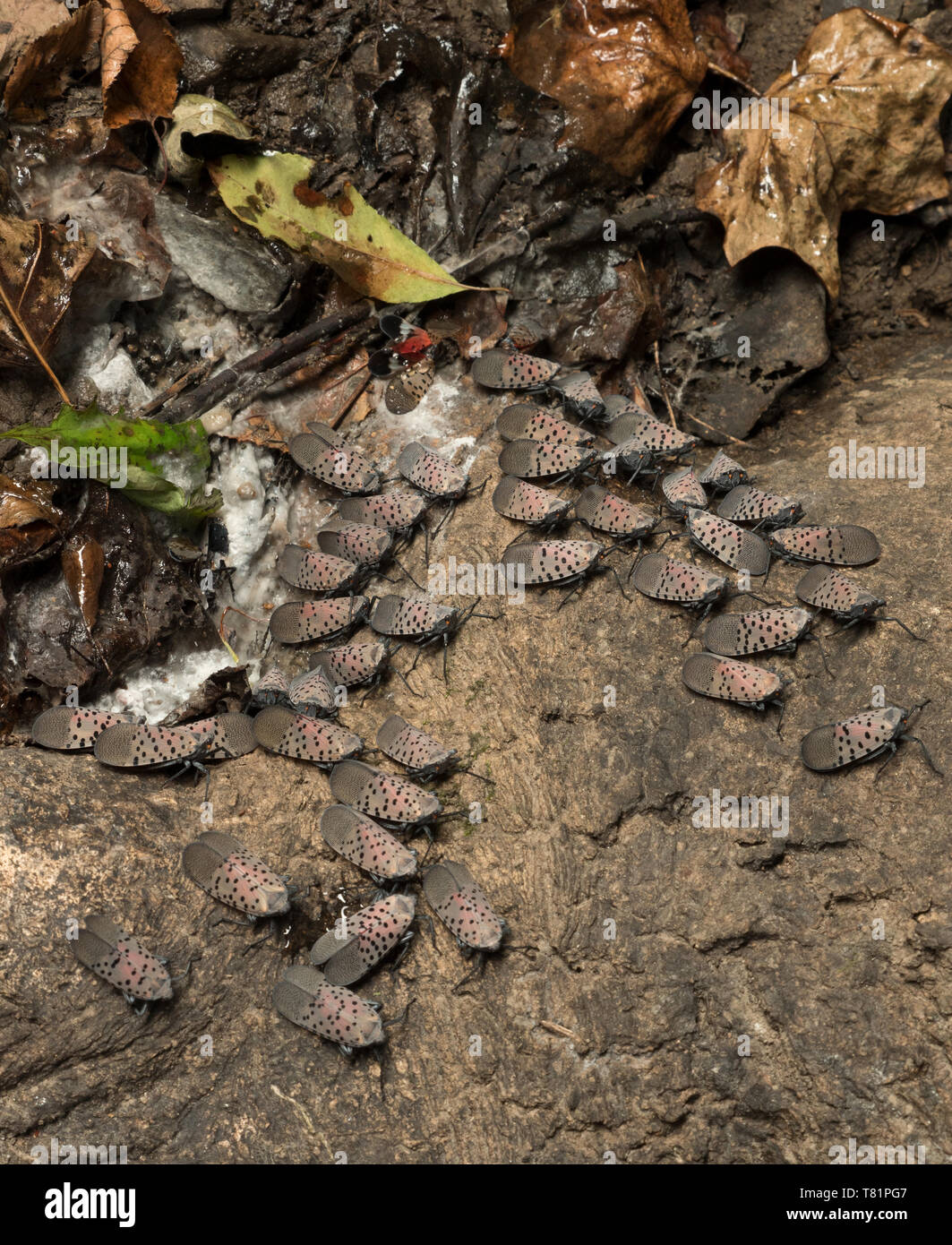 Adult spotted lanternfly hi-res stock photography and images - Alamy