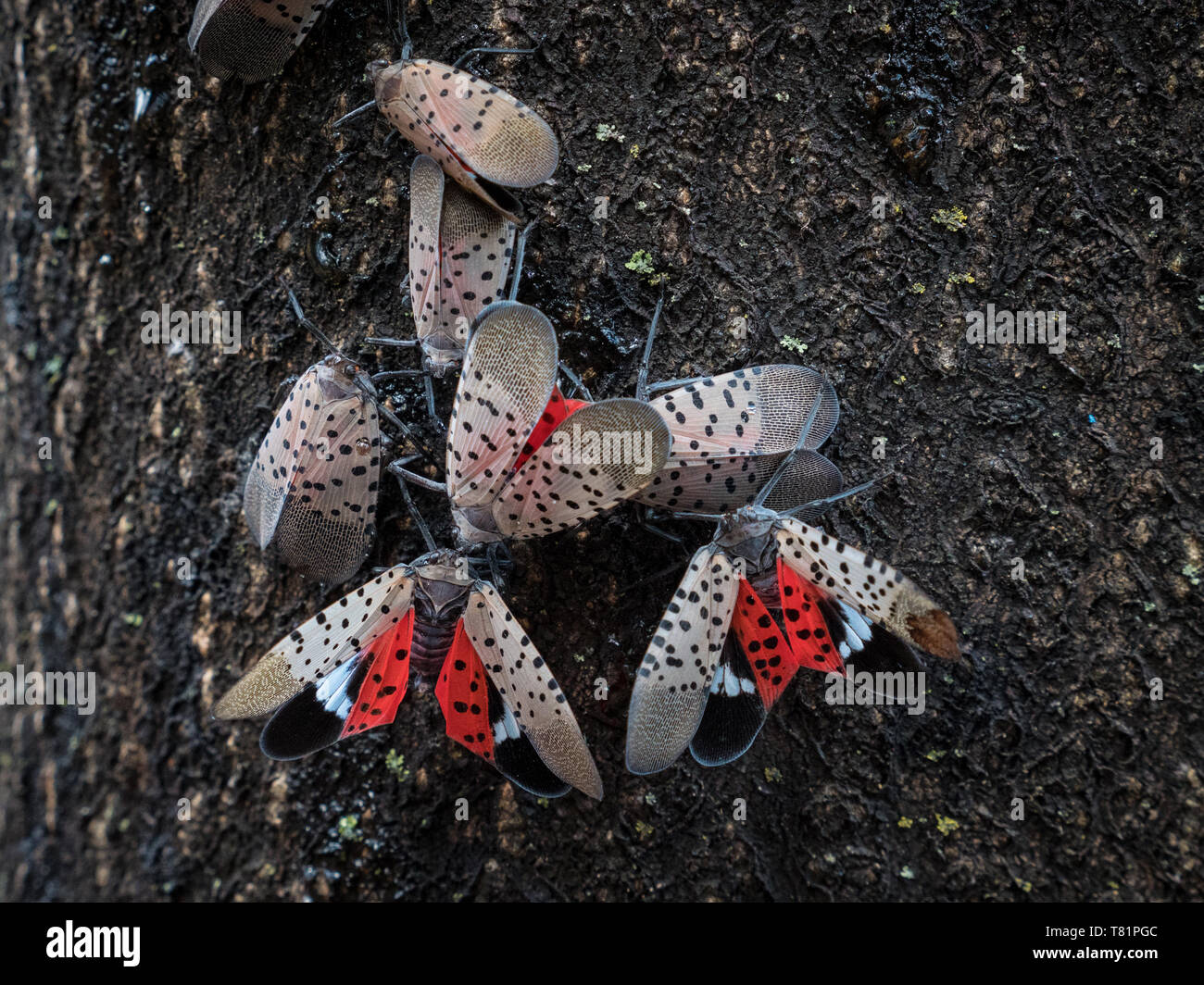 Adult Spotted Lanternfly High Resolution Stock Photography and Images ...