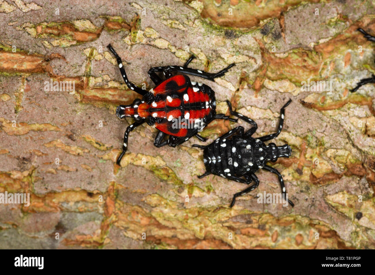 3rd instar hi-res stock photography and images - Alamy