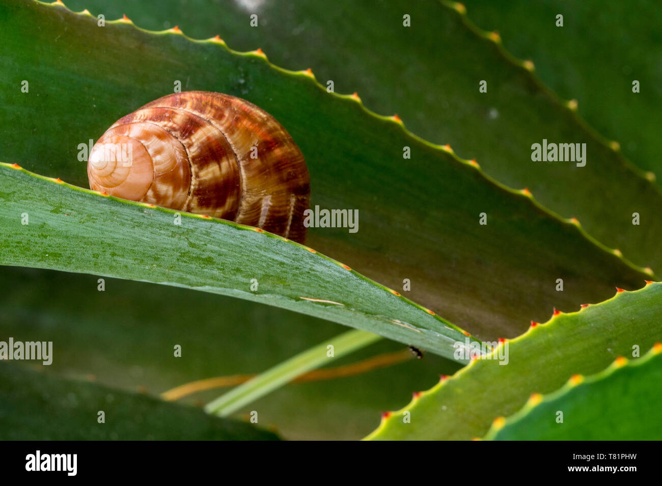 Invasive species giant african snail hi-res stock photography and ...