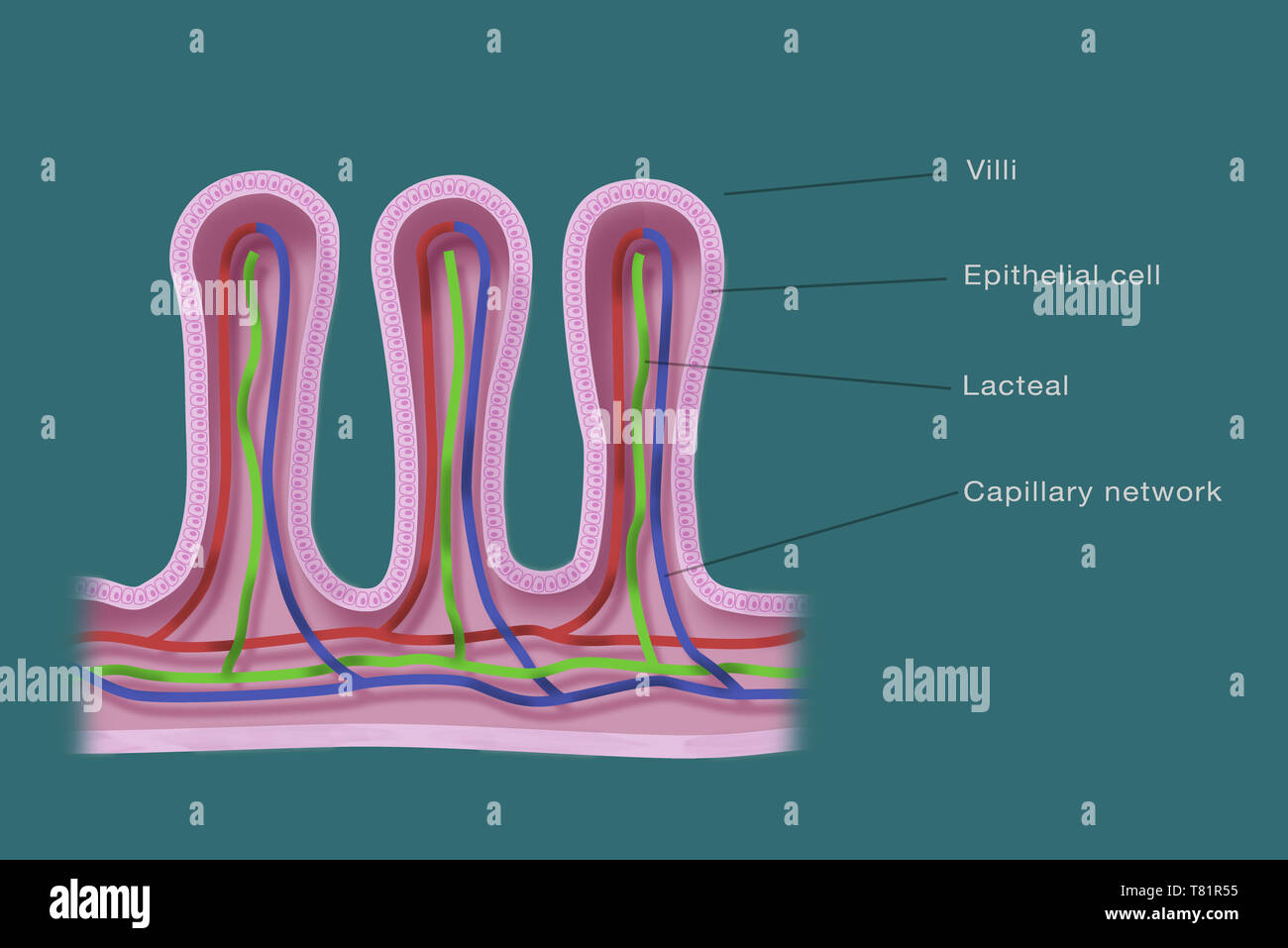 Intestinal villus human hi-res stock photography and images - Alamy
