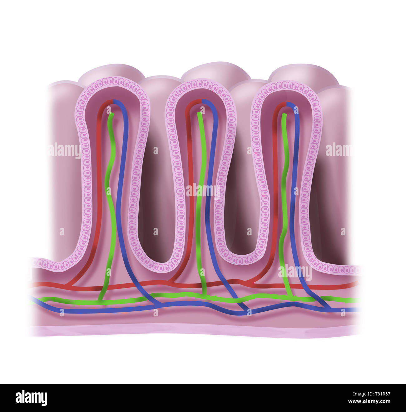 Human anatomy drawing hi-res stock photography and images - Alamy