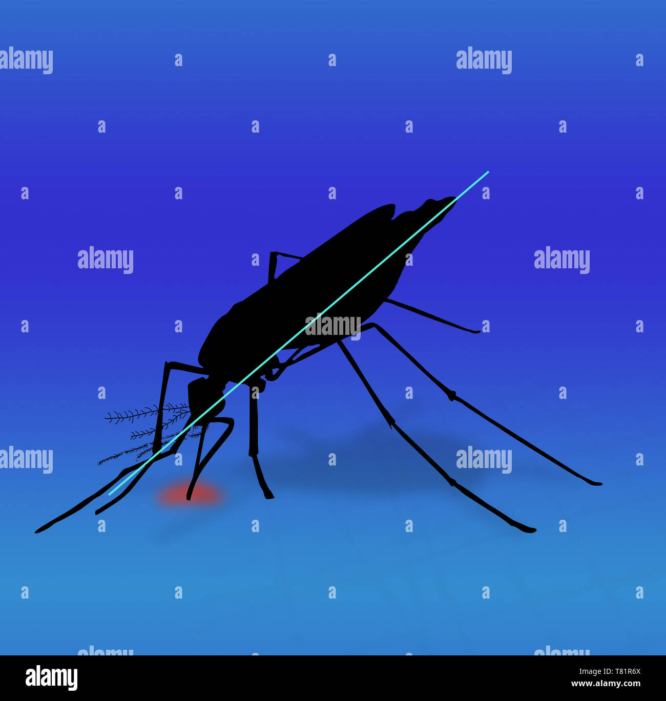 Mosquito drawing hi-res stock photography and images - Alamy