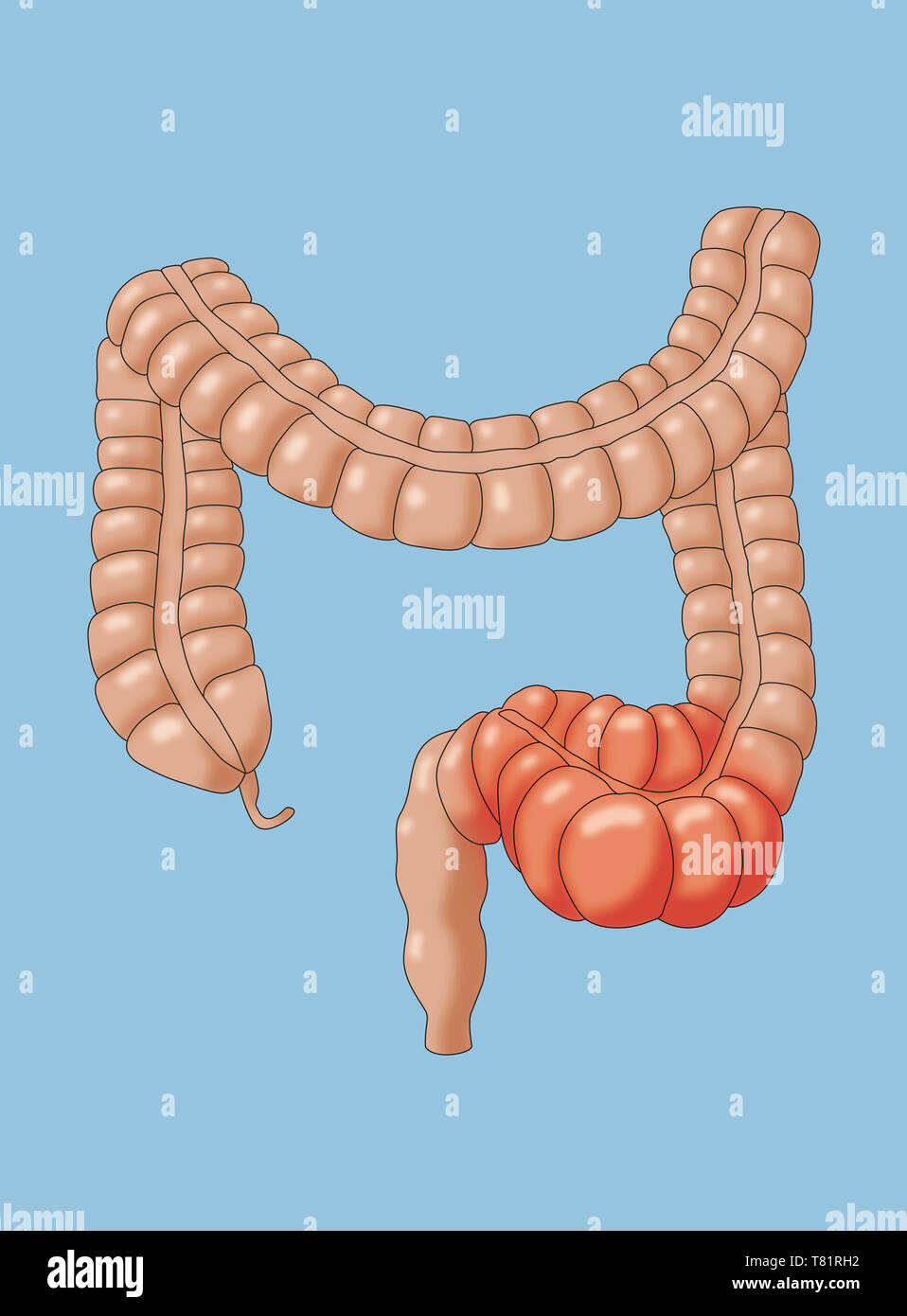 Constipated colon hi-res stock photography and images - Alamy