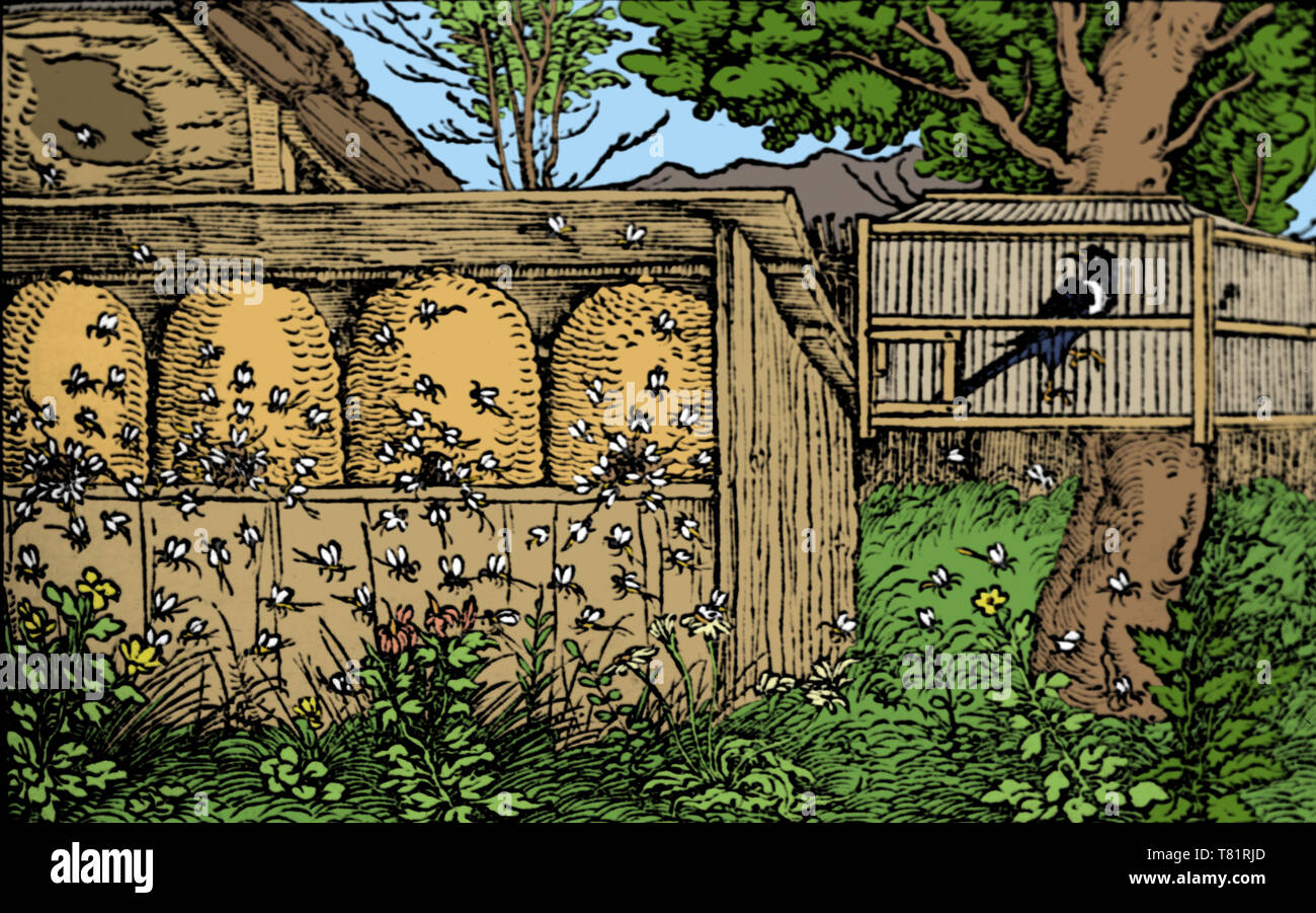 Skep hi-res stock photography and images - Alamy