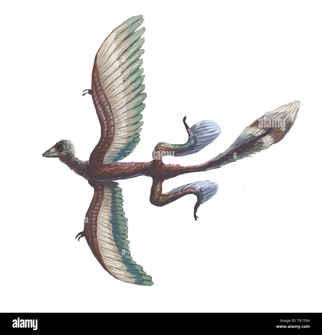 Microraptor dinosaur hi-res stock photography and images - Alamy