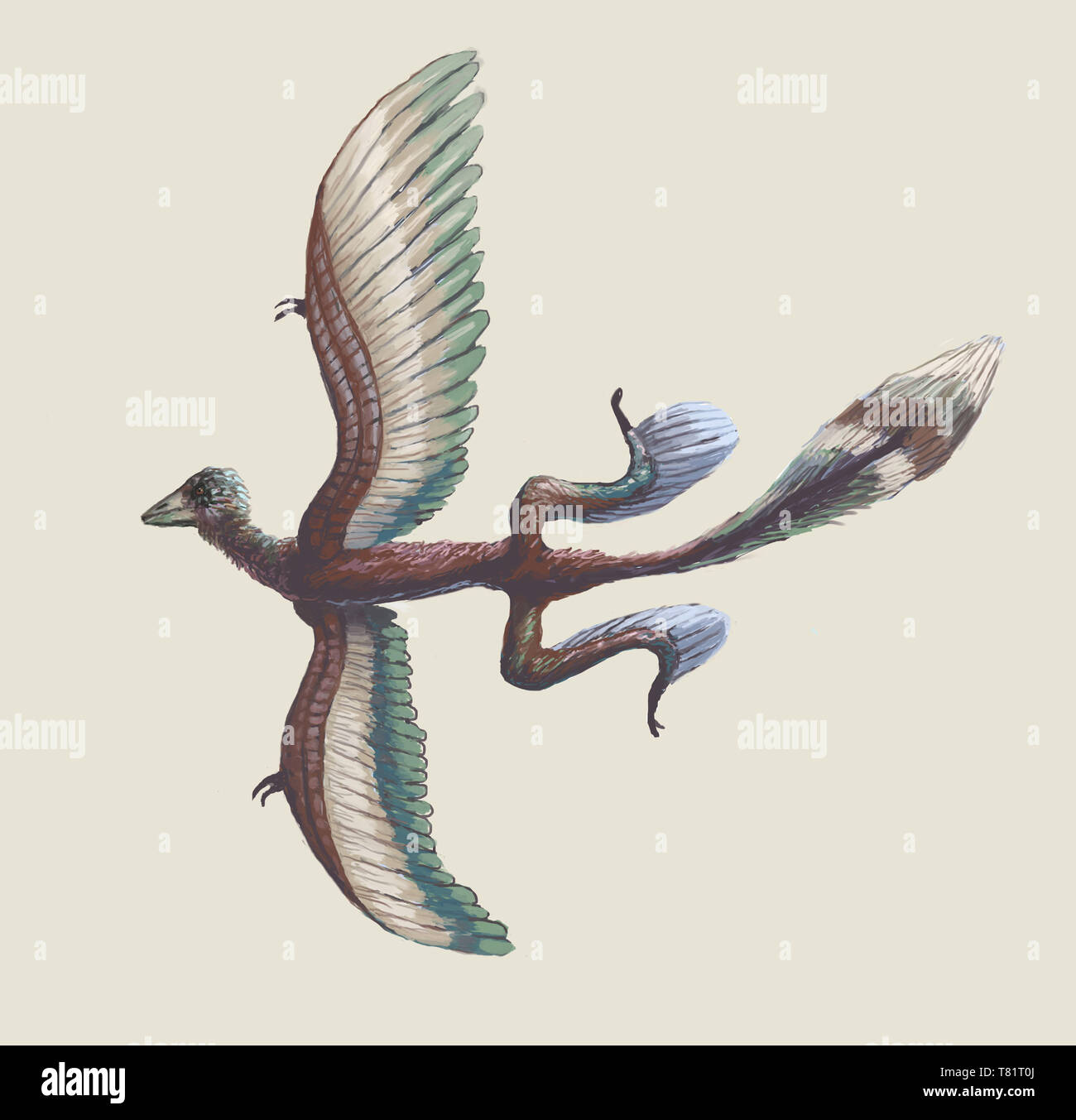 Microraptor flying hi-res stock photography and images - Alamy