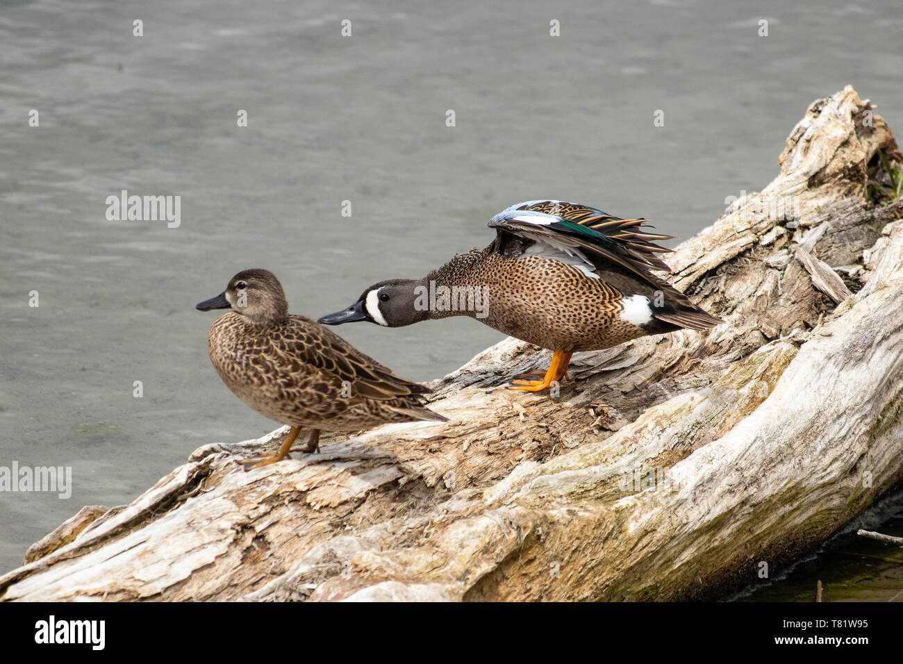 Blue Winged Teal pair, Anas discors, Jefferson County, Colorado USA ...