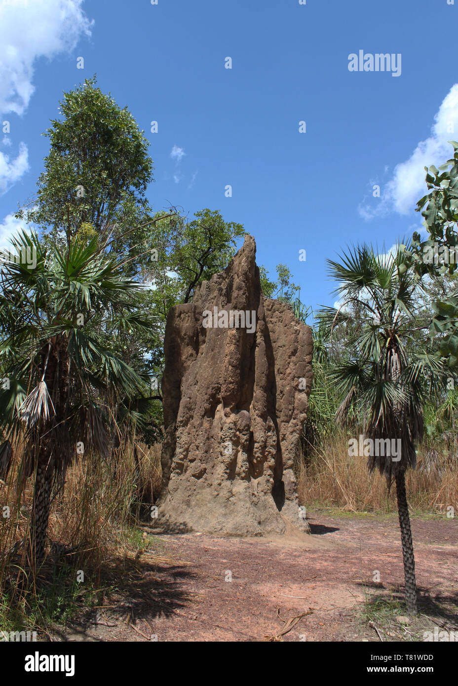 Giant Termite Mound Northern Territory Litchfield National Park ...