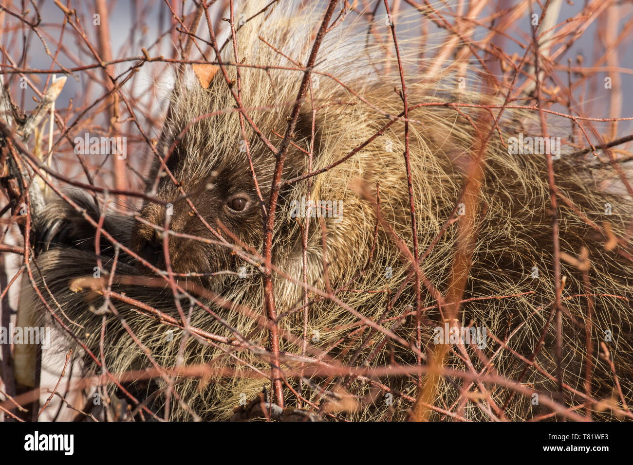 A Prickly Character Stock Photo - Alamy