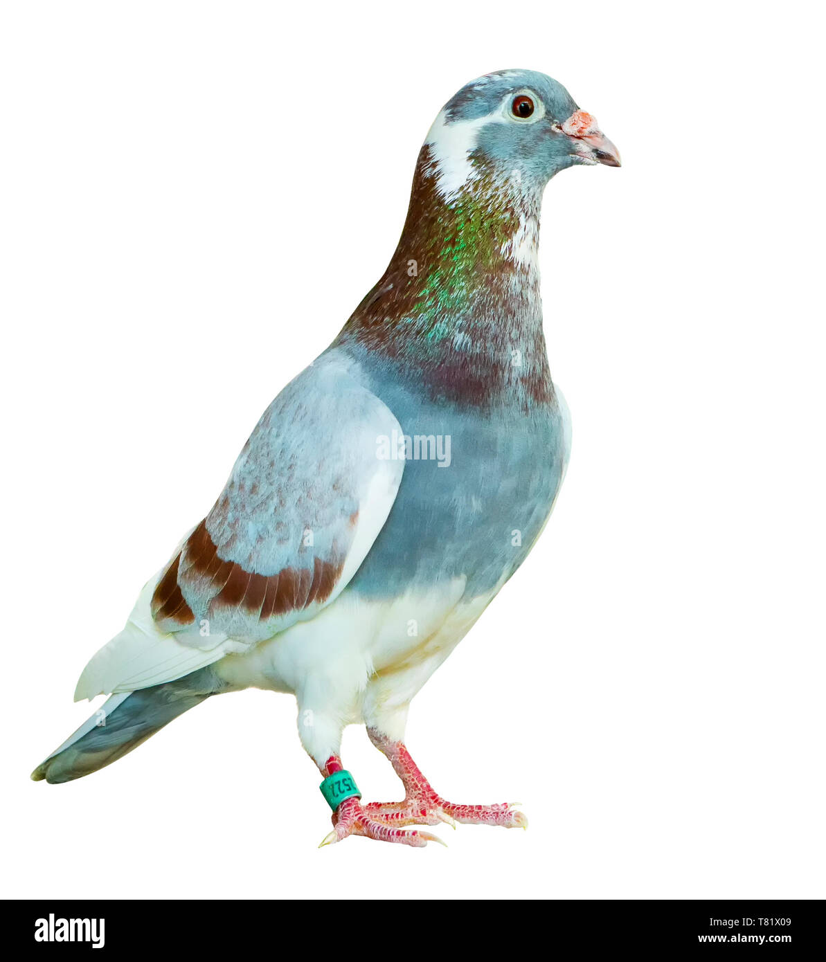 full body of red choco feather homing pigeon bird isolated white ...