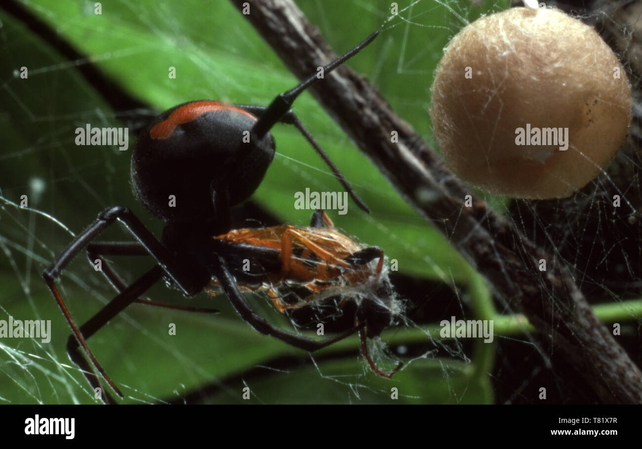 Red back spider hi-res stock photography and images - Alamy