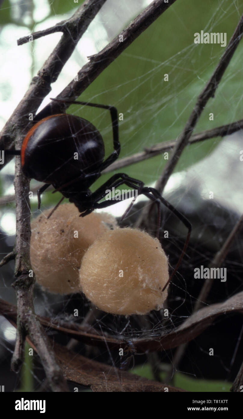 Redback, australia hi-res stock photography and images - Alamy