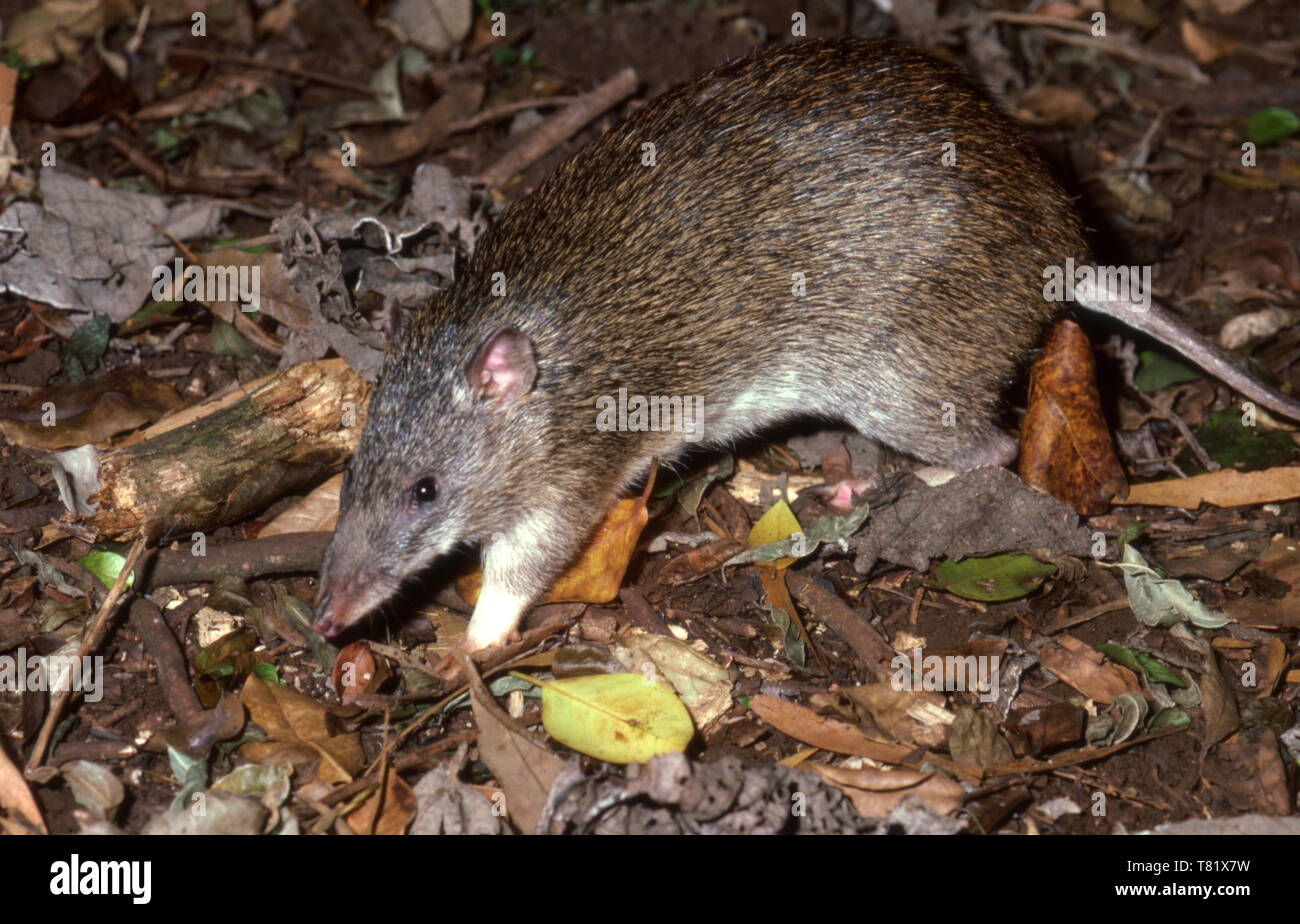 Long-nosed potoroo (Potorous tridactylus) Bunya Mountains, Great ...