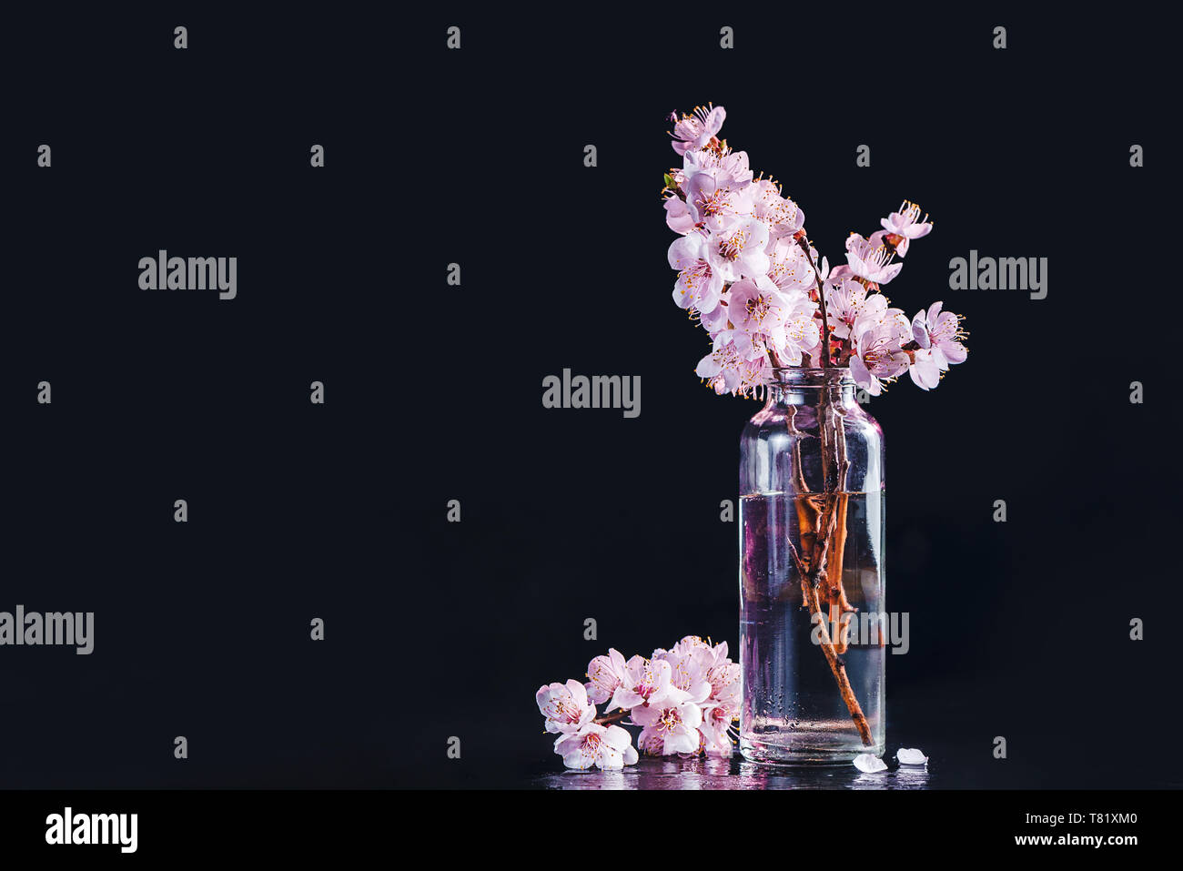 Cherry blossom header minimalist still life. Pink flowers, spring bloom ...