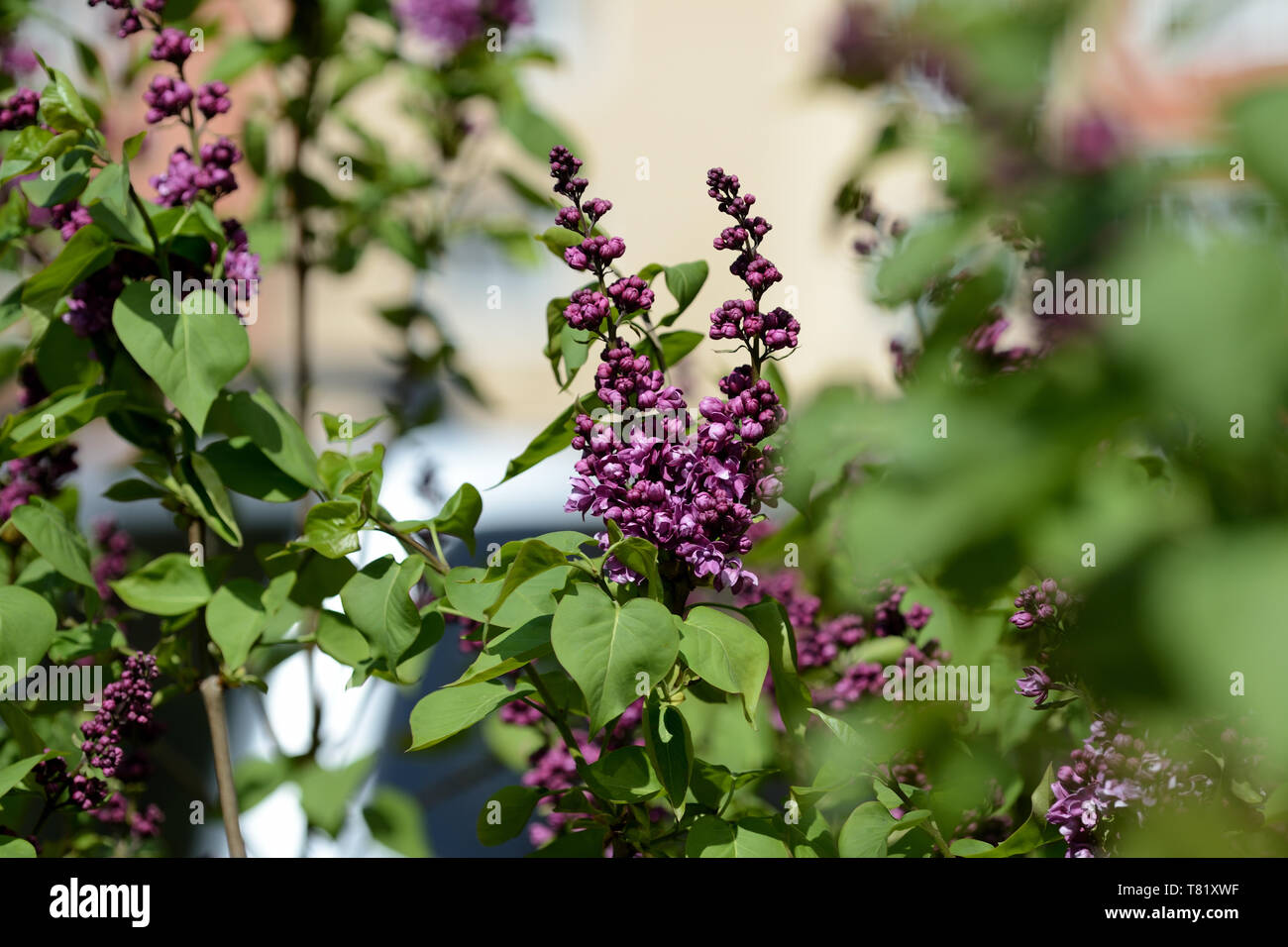 Beautiful lilac begins to bloom in the garden on a bright sunny spring ...