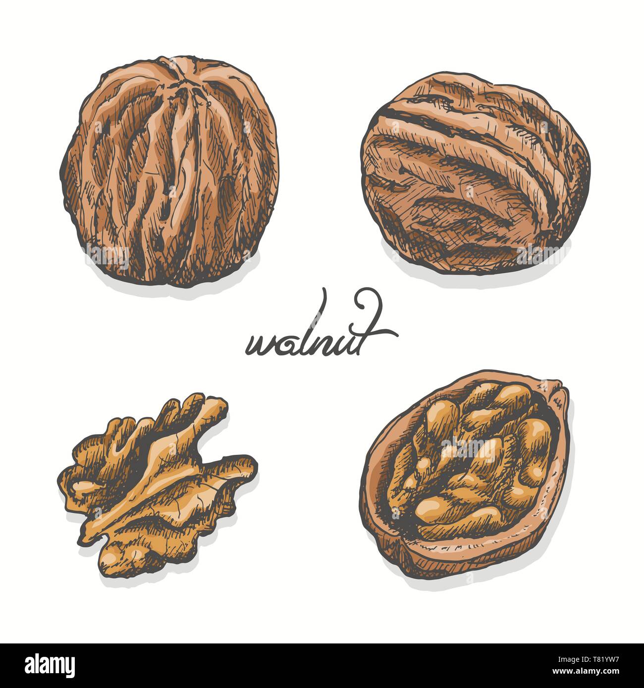 Isolated walnut on a white background. Vector illustration for your ...