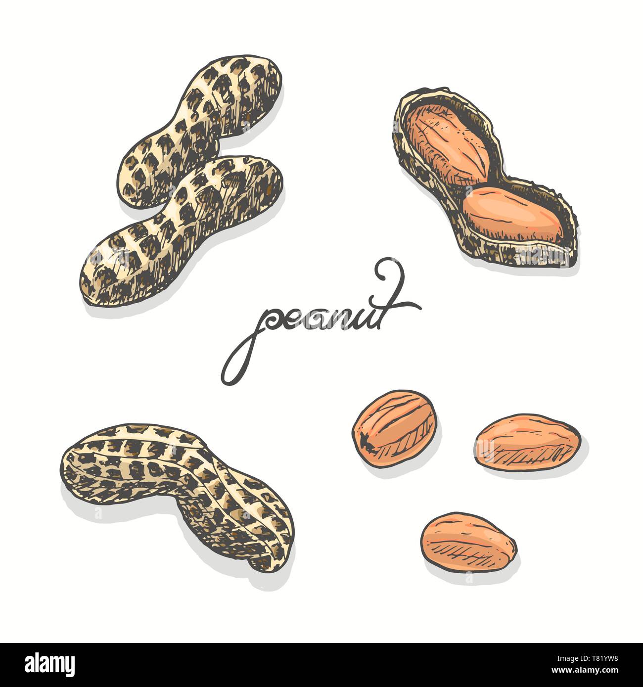 Isolated peanuts on a white background. Vector illustration for your ...