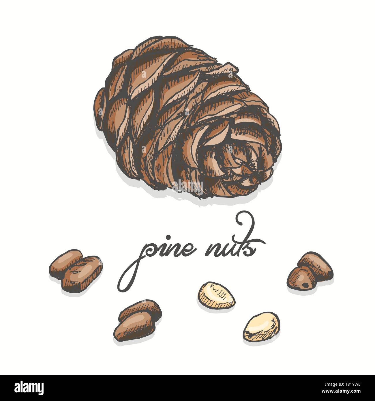 Isolated pine nuts on a white background. Vector illustration for your ...