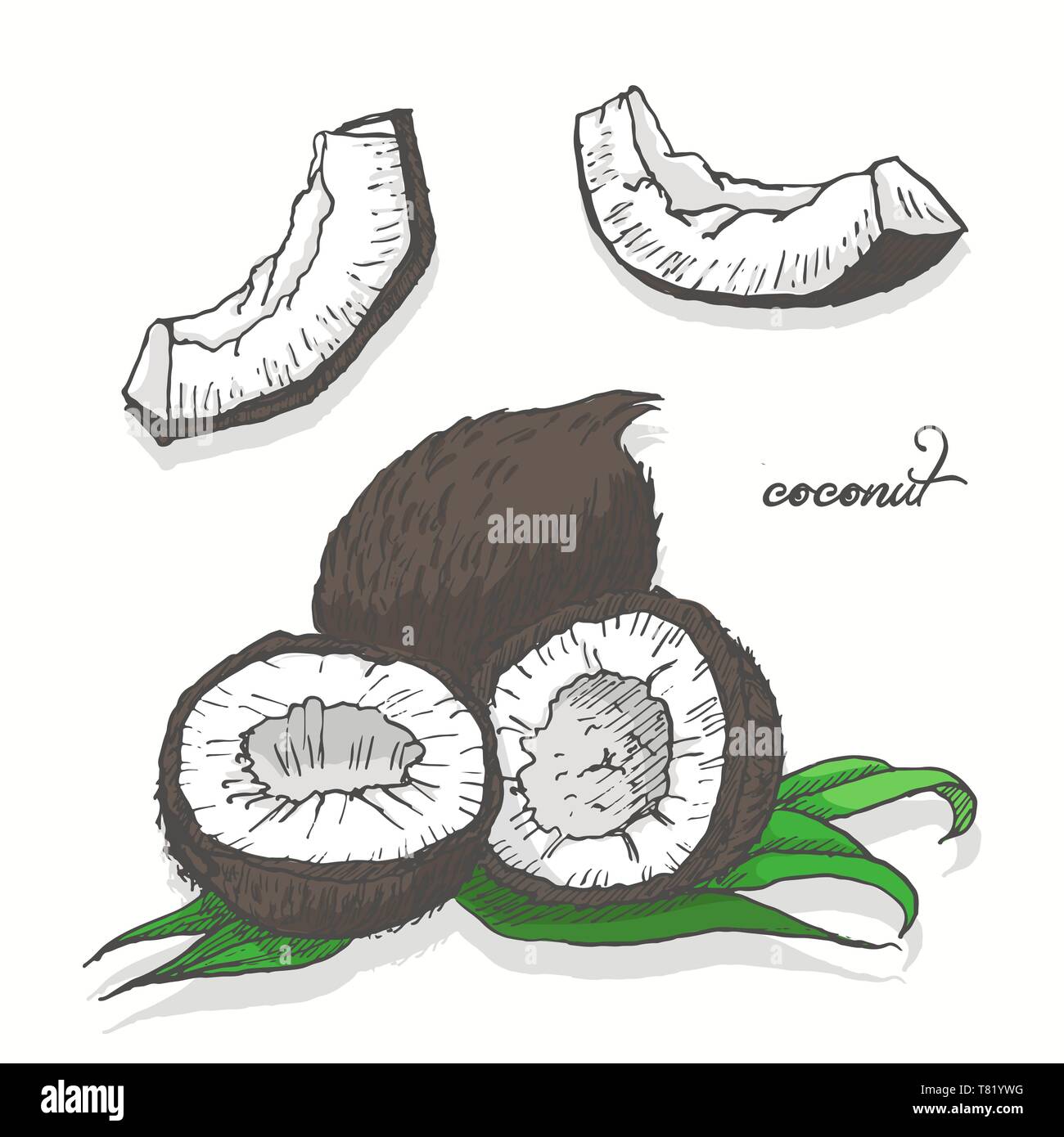 Isolated coconut on a white background. Vector illustration for your ...