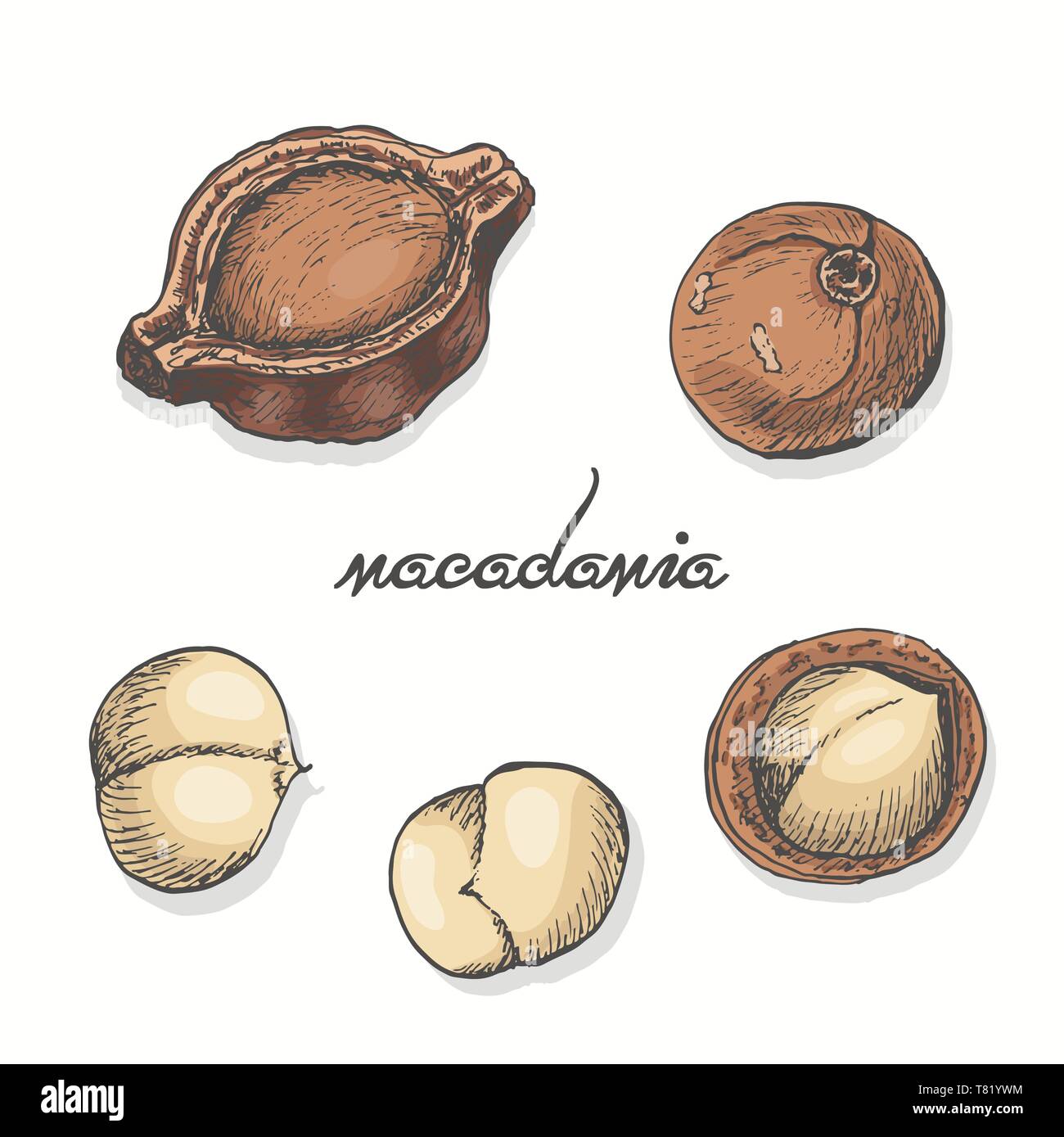 Isolated macadamia on a white background. Vector illustration for your ...