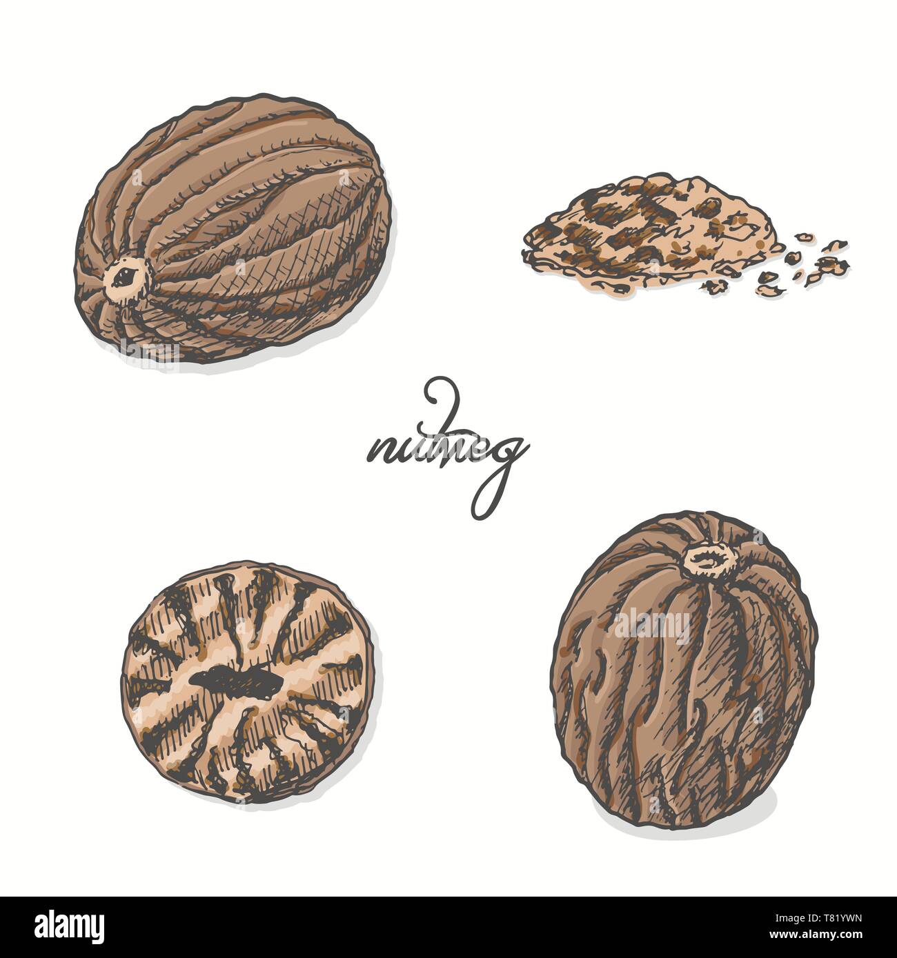 Isolated nutmeg on a white background. Vector illustration for your ...