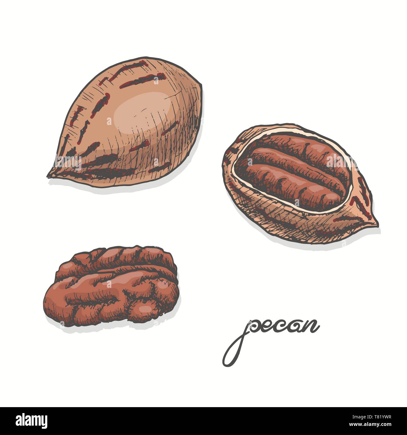 Isolated pecan on a white background. Vector illustration for your ...