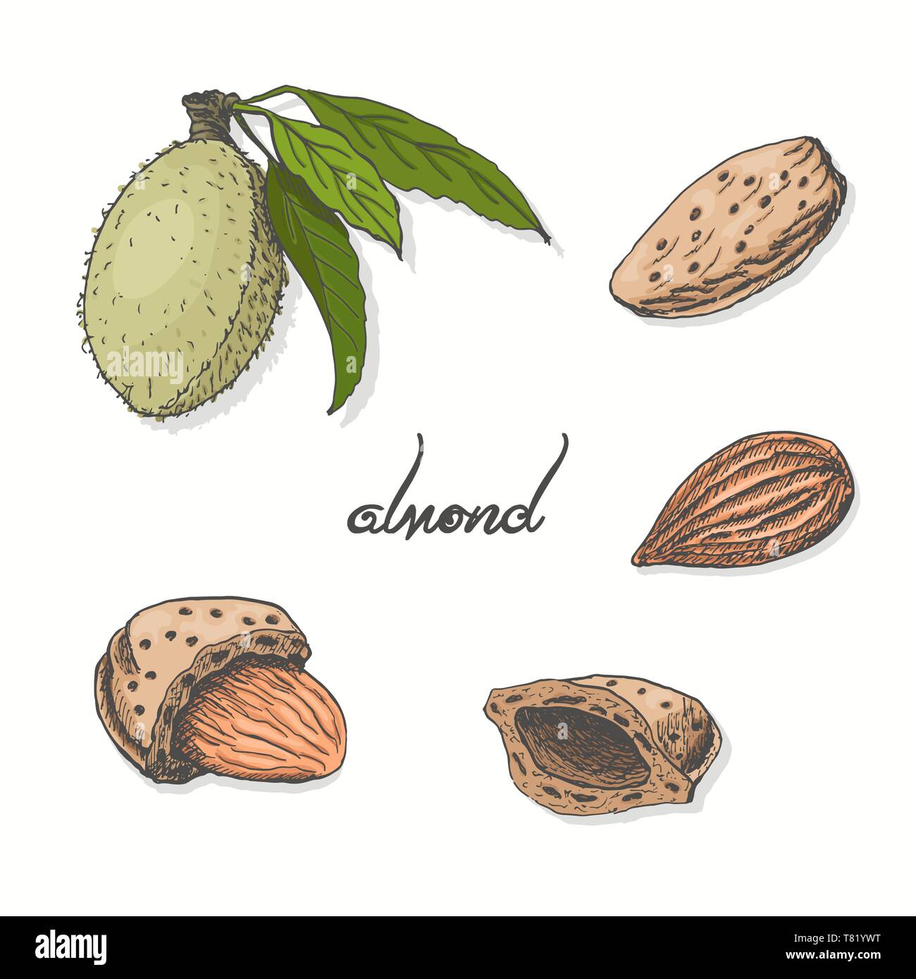 Isolated almonds on a white background. Vector illustration for your ...