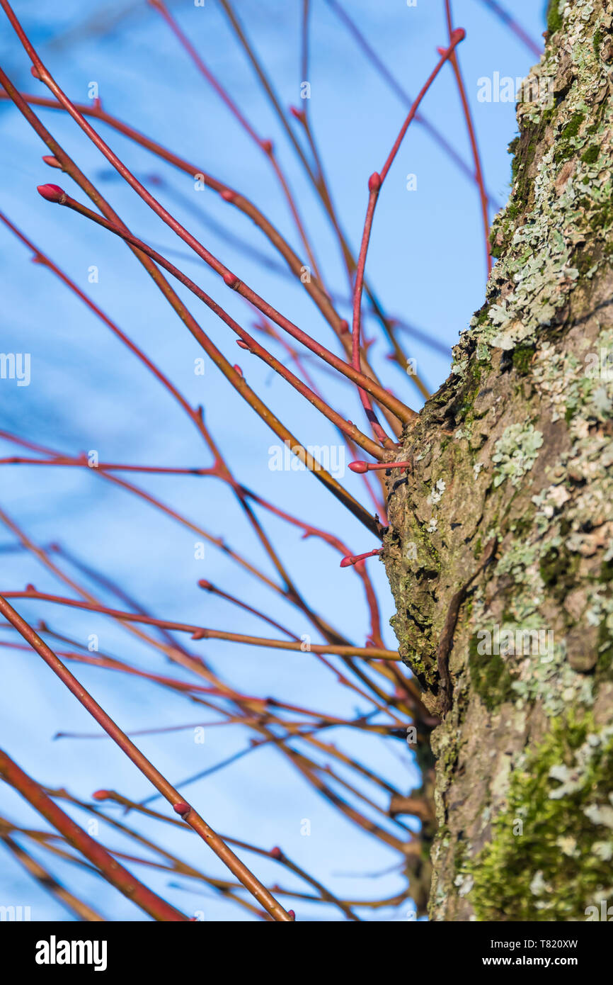 Red brown twigs coming out from the trunk of a Lime Tree (Tilia) in ...