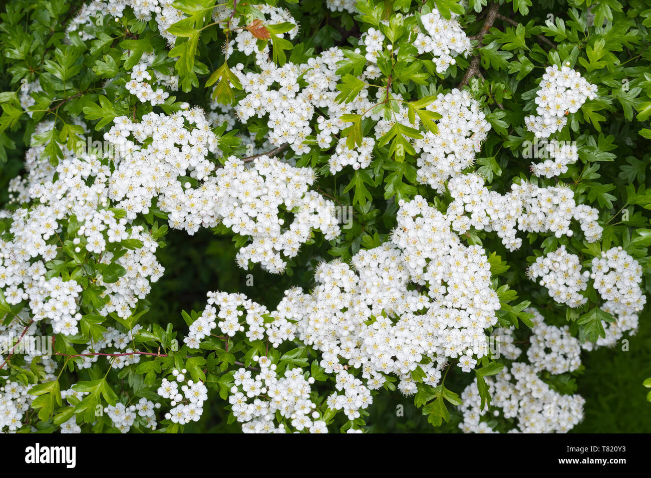 Common Hawthorn tree (Crataegus monogyna), AKA Quickthorn, Thornapple ...