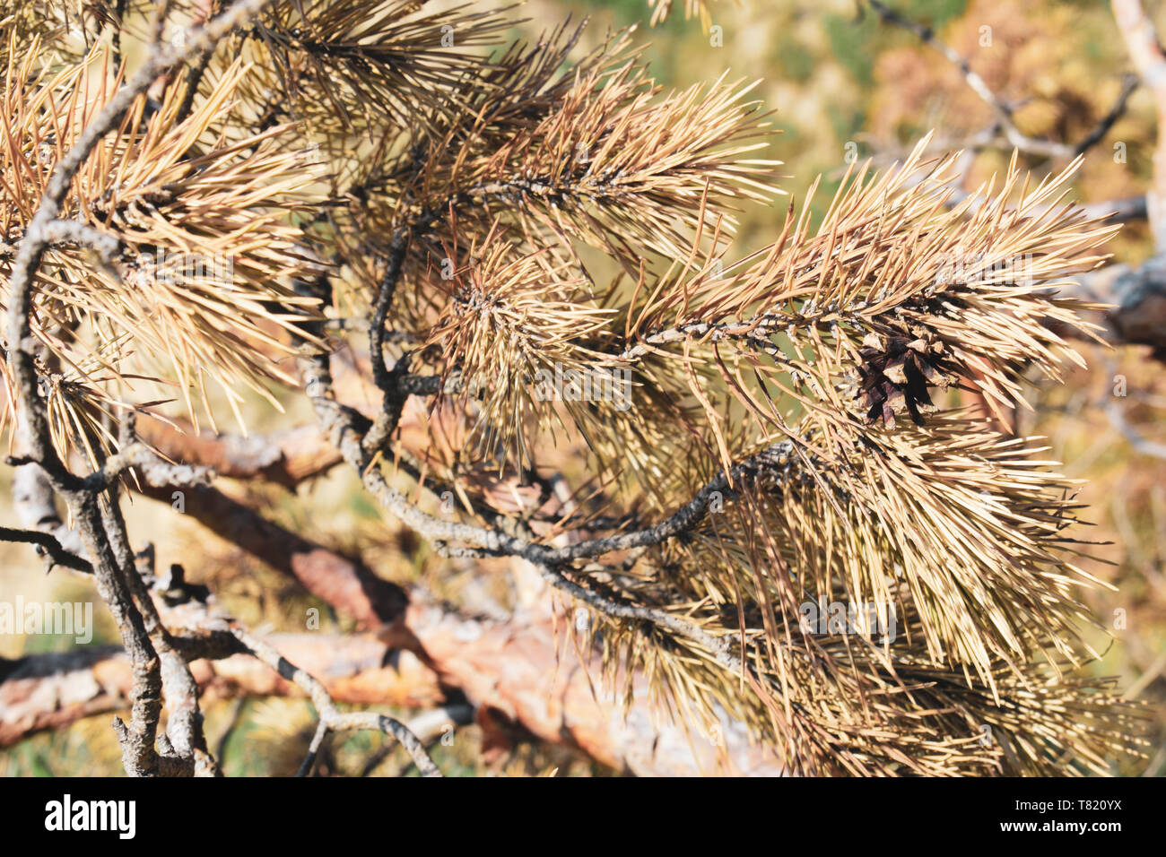 Dry branch of spruse cone. Yellow branch of spruce tree Stock Photo - Alamy