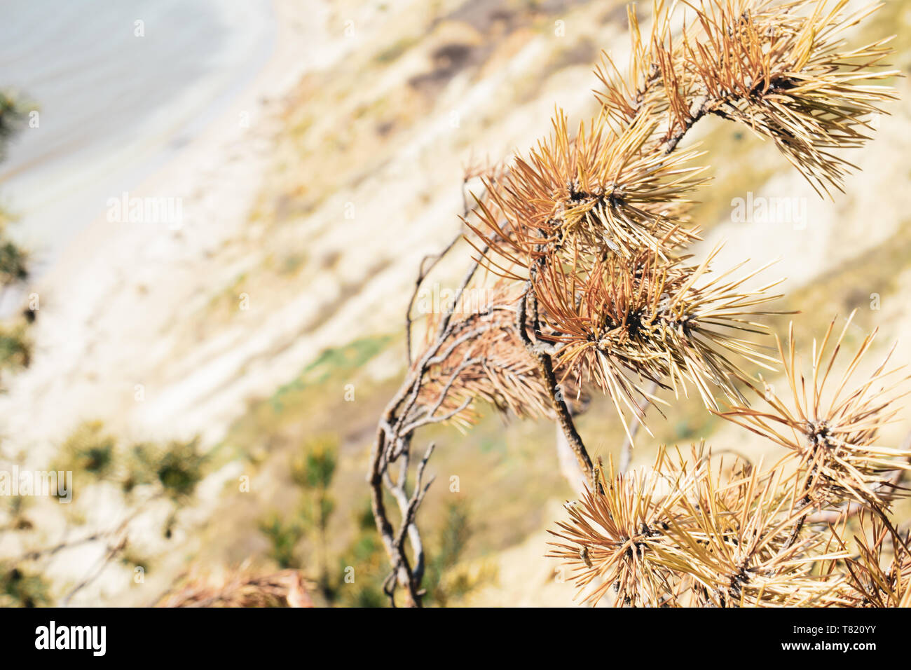 Dry branch of spruse cone. Yellow branch of spruce tree Stock Photo - Alamy