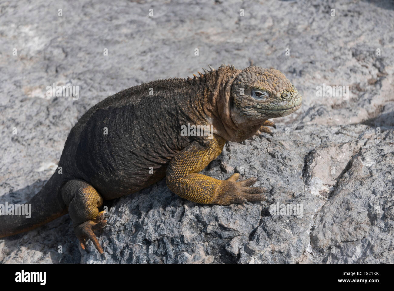 The giant sea Iguanas on the islands of Galapagos come in many colours ...