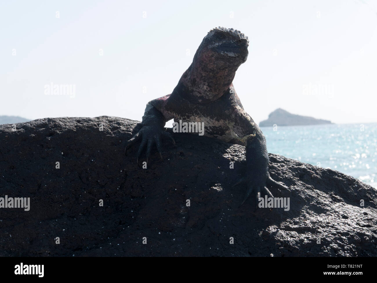 The Galapagos Islands are unique,young islands caused by volcanoes ...