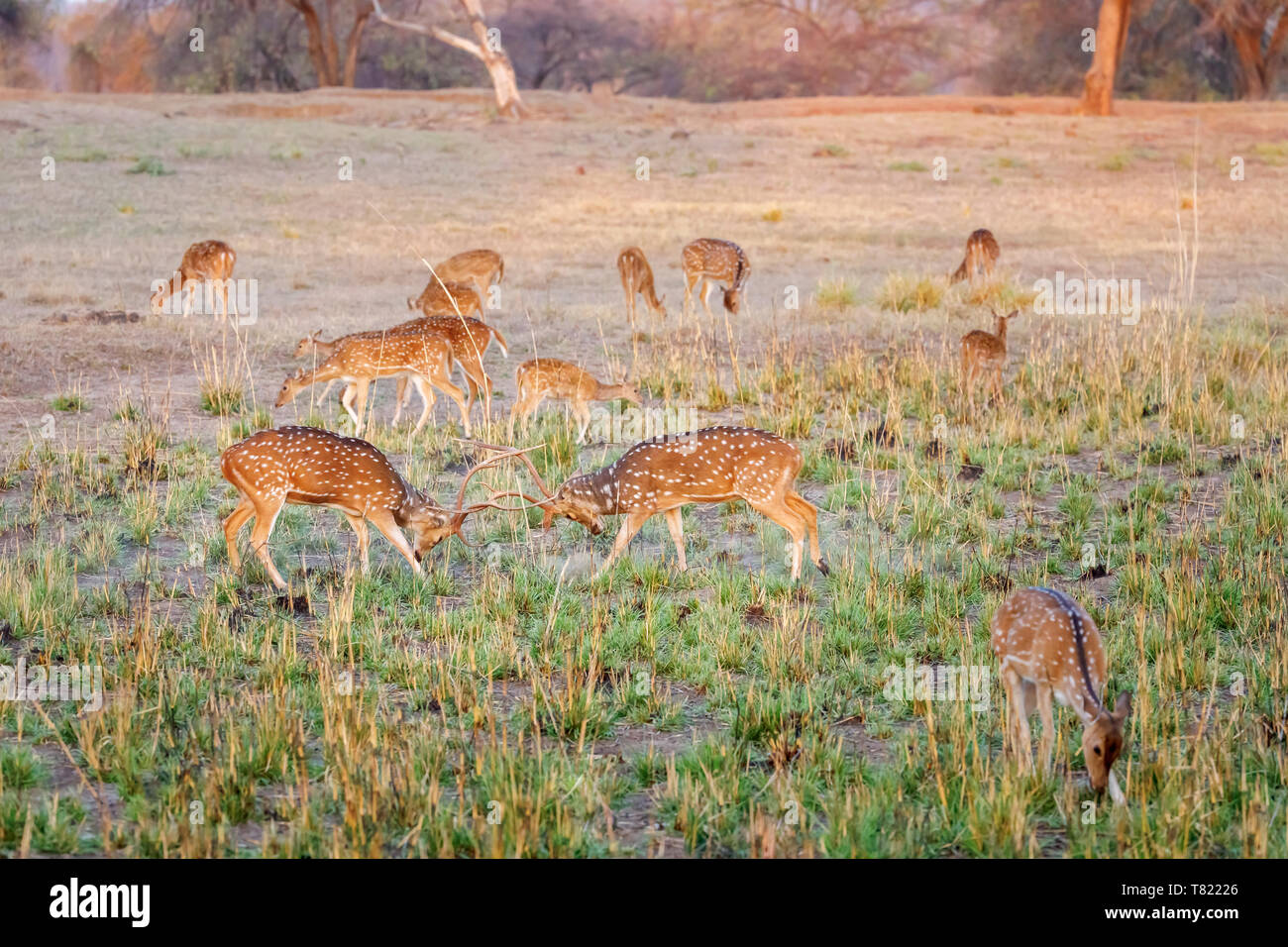The argumentative indian hi-res stock photography and images - Alamy
