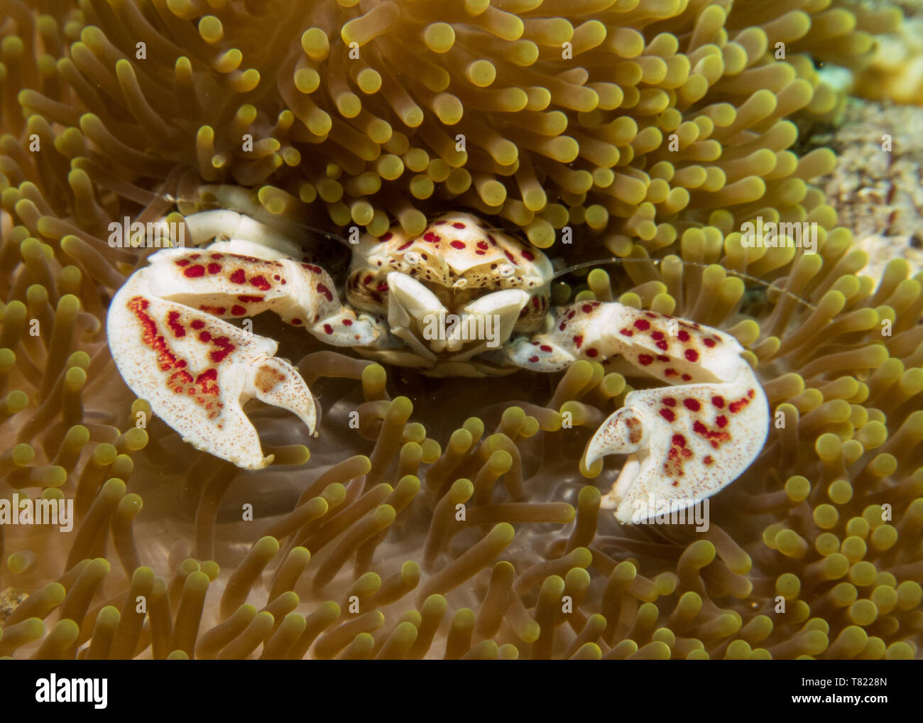 Portrait of porcelain crab in anemone in indonesia Stock Photo - Alamy