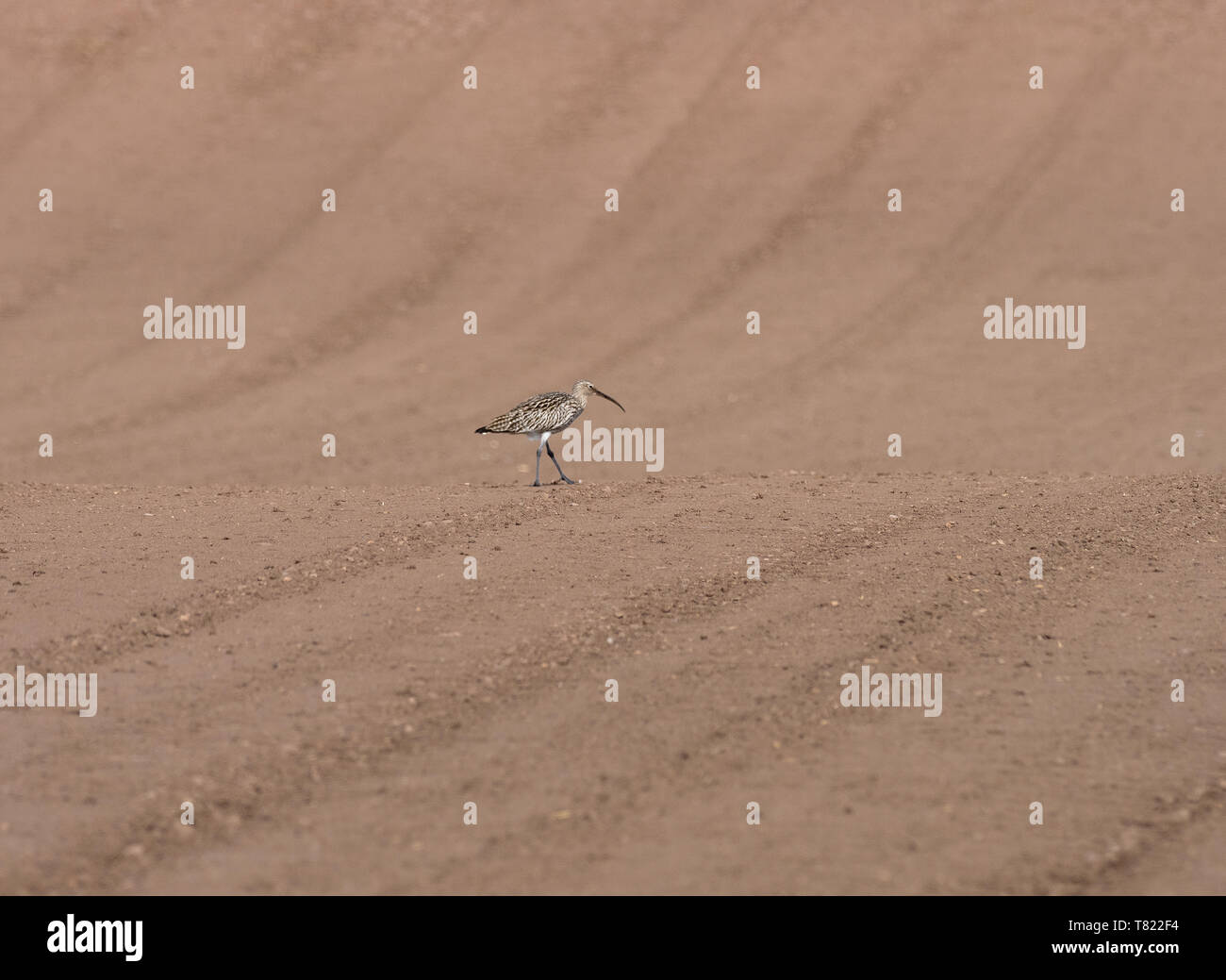 Curlew on arable field, Angus, Scotland, UK Stock Photo - Alamy